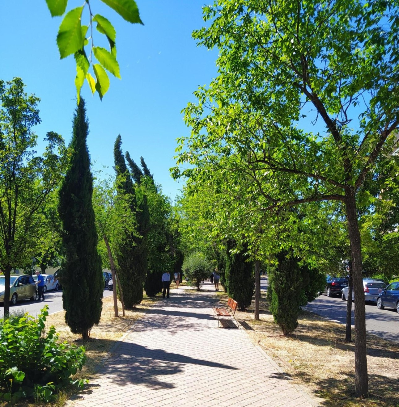 Arbolado Urbano | Comunidad de Madrid