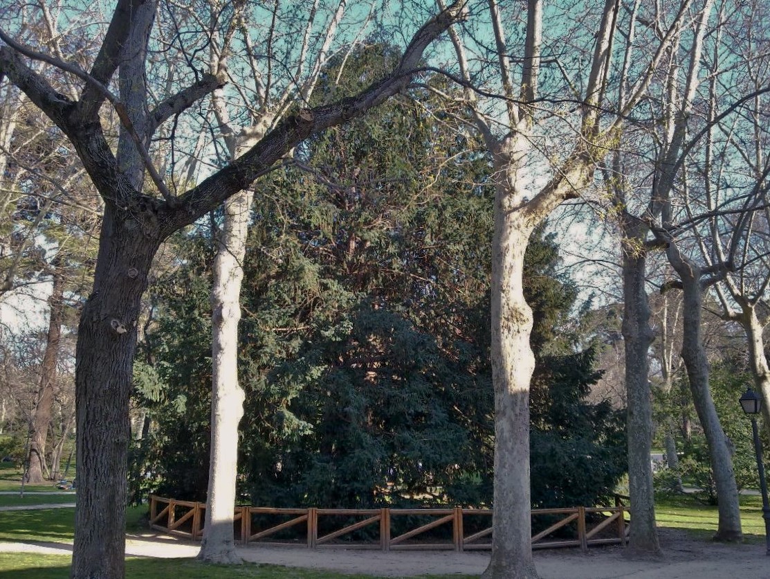 Arbolado Urbano | Comunidad de Madrid