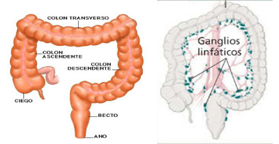 Cáncer de colon y recto | Comunidad de Madrid